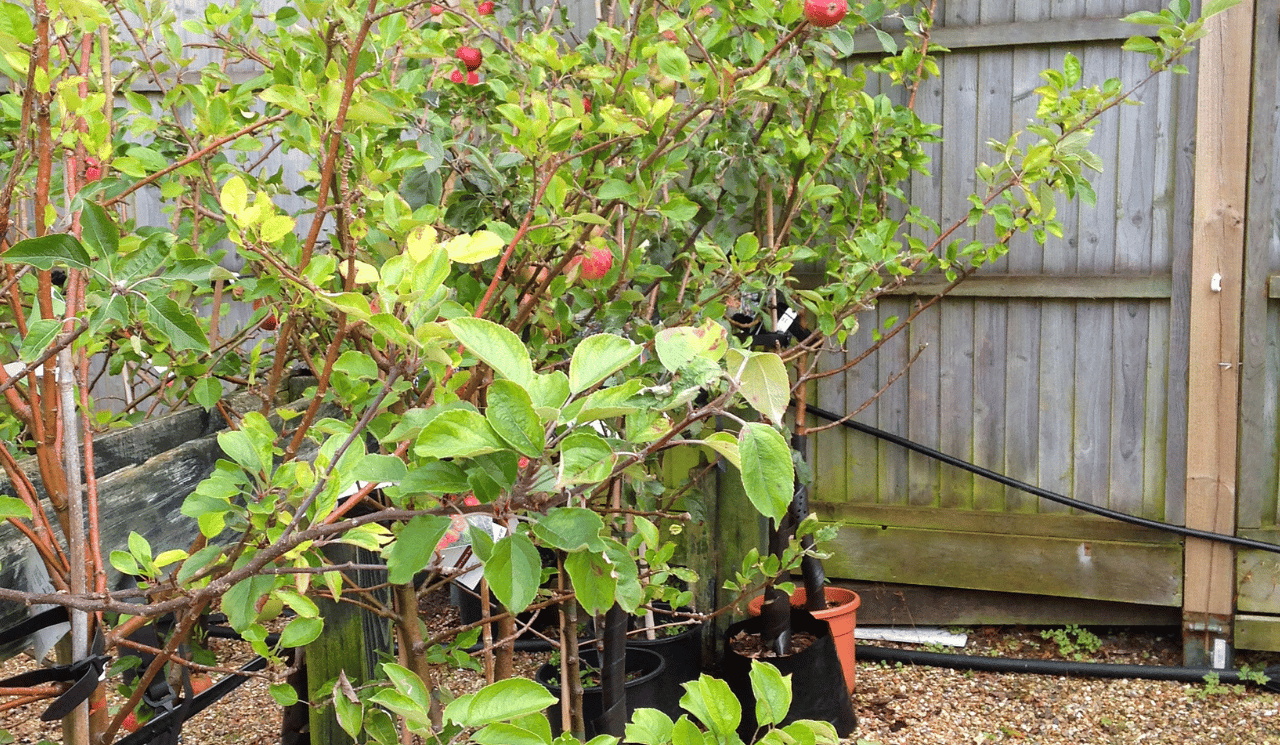 Which Apple Tree Variety To Start With - Greenhouse Reviews Blog