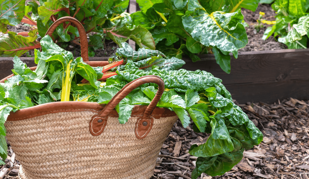 The Basics To Growing Organic Vegetables - Greenhouse Reviews Blog